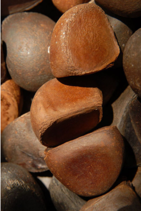 Organic Andiroba Oil - Tribe Skincare