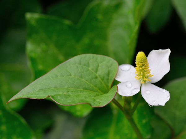 Wild Harvested Dokudami Herbal Tea - Tribe Skincare