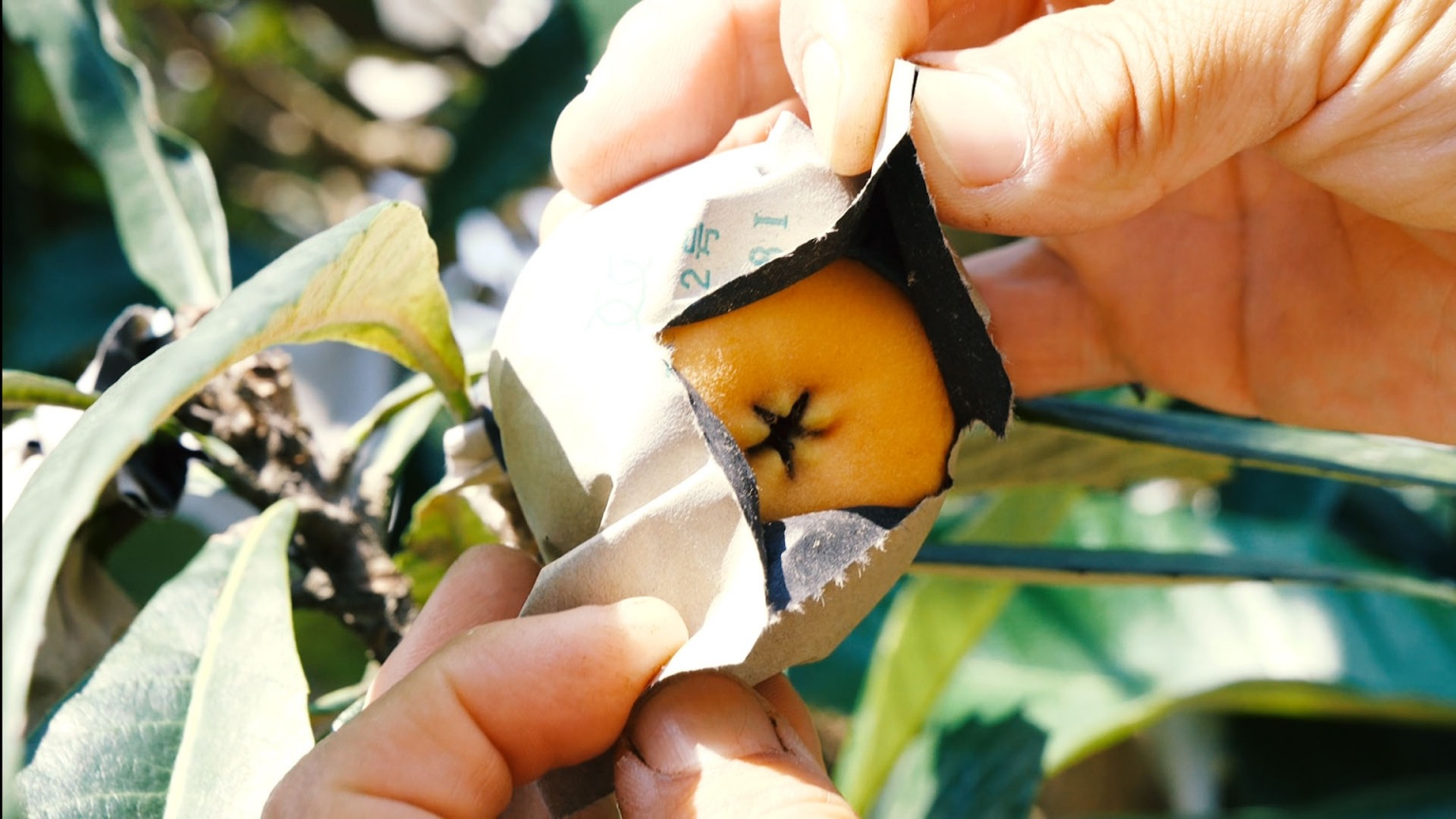 Wild Harvested Biwa Herbal Tea - Tribe Skincare